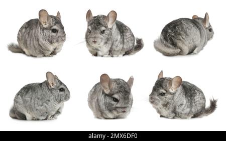 Collage with cute grey chinchillas on white background. Banner design ...