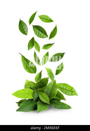 Fresh green tea leaves falling on white background Stock Photo - Alamy
