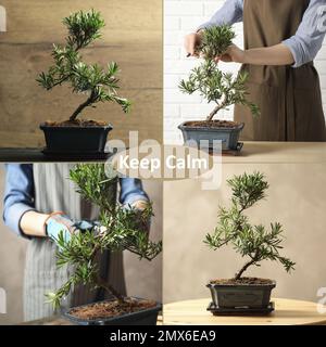 Collage with photos of bonsai tree. Zen and harmony Stock Photo - Alamy