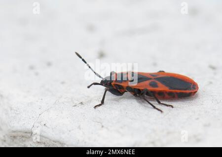 Scantius aegyptius, Mediterranean Red Bug Stock Photo - Alamy