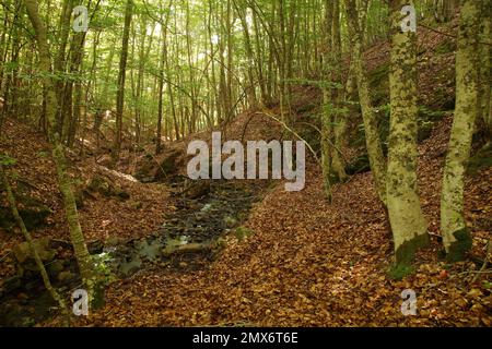Beech forest next to the hermitage of Laguna de Cameros. La Rioja. Beech (Fagus sylvatica) is a ...
