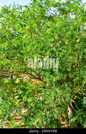 Natal laburnum (Calpurnia aurea) is an evergreen small tree native to ...