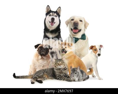 Group of different pets on white background. Banner design Stock Photo ...