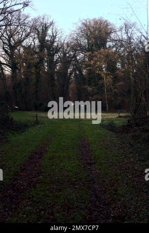 Path with grass and foliage that leads to an open space in a park at ...