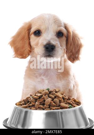 beige English Cocker Spaniel puppy Stock Photo - Alamy