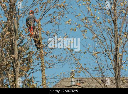 Repairmen are pulling out new communication cables instead of those ...