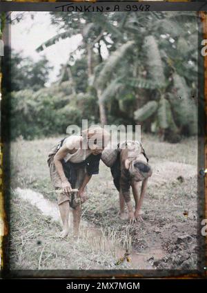 Tonkin, Indochina Rice harvest, Human beings, Clothing, Economic ...
