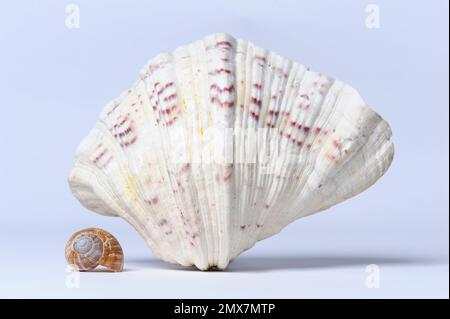 seashell, shell, structure, still life, beauty, art, concept, artwork ...