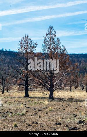 Trees after wildfire, Lava Beds National Monument, California Stock ...