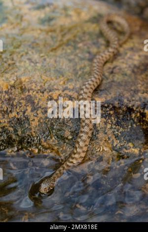 Wild natrix maura snake with camouflage scales slithering on stone ...