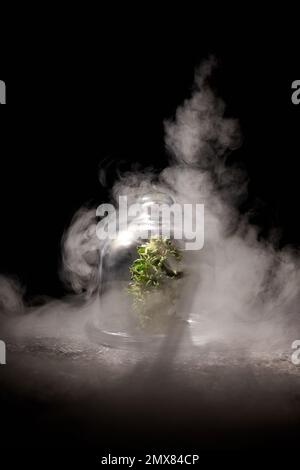 Bud of cannabis plant Transparent glass jar surrounded with white smoke ...
