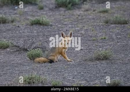 Cape fox in the bush, Vulpes chama, Namibia in Africa Stock Photo - Alamy