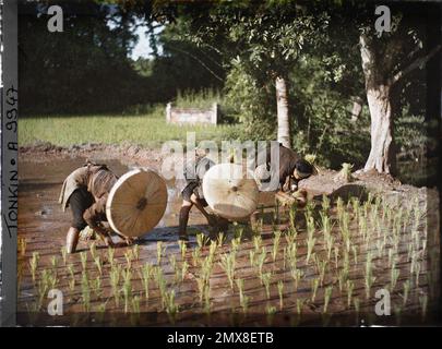 Tonkin, Indochina the harvest of rice , Léon Busy in Indochina Stock ...