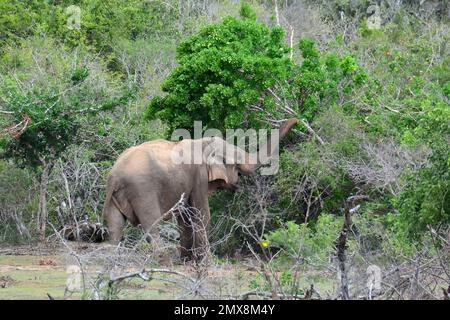 Sri Lankan elephant, Sri-Lanka-Elefant, Ceylon-Elefant, Éléphant du Sri ...