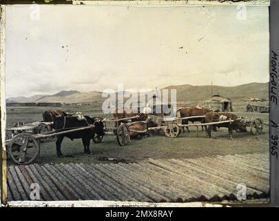 Ourga, Mongolia Caravan of oxen harnessed to rustic chariots, Transport ...