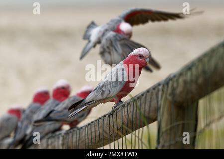 The galah, Eolophus roseicapilla, also known as the rose-breasted ...