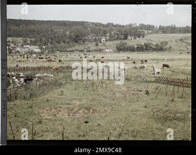 Soissons, Aisne, France Army cattle in Vauxrot, hamlet near Soissons, Nature, Environment ...