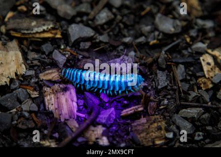 Ultraviolet light reveals biofluorescence in the Flat-backed Millipede ...