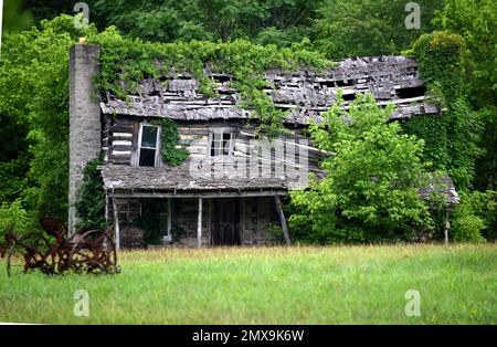 Two story, log, cabin is collapsing and in ruins. Vines are overgrowing ...