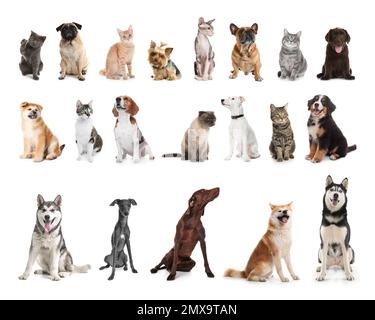 Set with different cute pets on white background. Banner design Stock ...