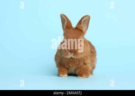 Adorable fluffy bunny on light blue background. Easter symbol Stock ...