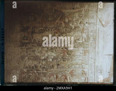 Saqqarah, Egypt, Africa Bas-reliefs representing scenes of stewardship ...