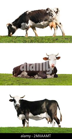 Funny cow collage with green grass Stock Photo - Alamy