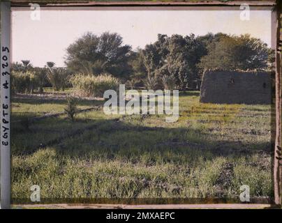Louqsor, Egypt, Africa Fields of wheat and sugar cane, Economic ...