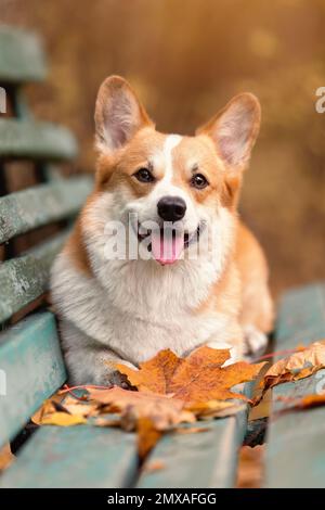A closeup of a Pembroke Welsh Corgi dog walking on a grassy ground ...