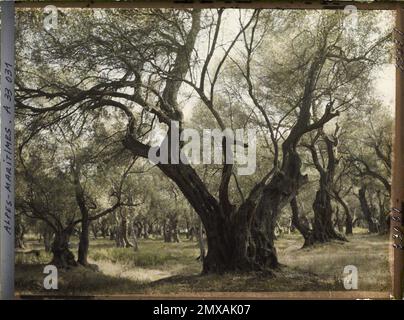 Cap-Martin, France Olive forest, Nature, Environment, Forest, wood ...