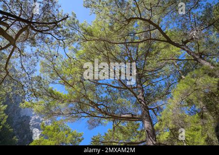 Pine trees, Samaria Gorge, Crete, Greece Stock Photo - Alamy