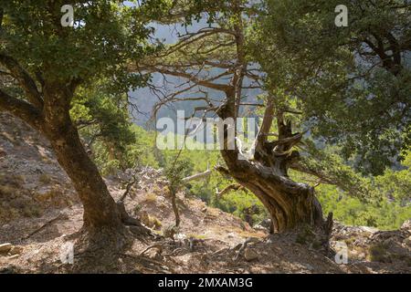 Trees, Samaria Gorge, Upper Passage, Crete, Greece Stock Photo - Alamy