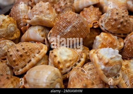 Shell Shop, Key West, Florida/ Shell Warehouse, Key West, Florida, Key ...