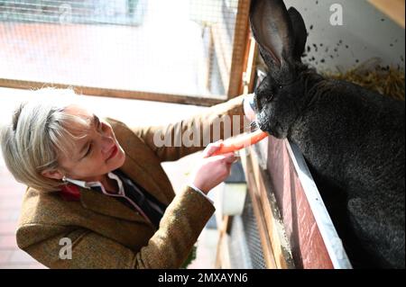 Moormerland, Germany. 01st Feb, 2023. The best rabbit breeder of ...