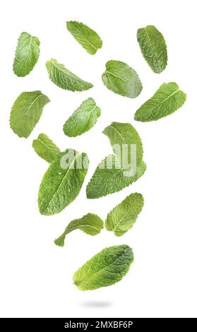 Set of flying green mint leaves with splash of water on white ...