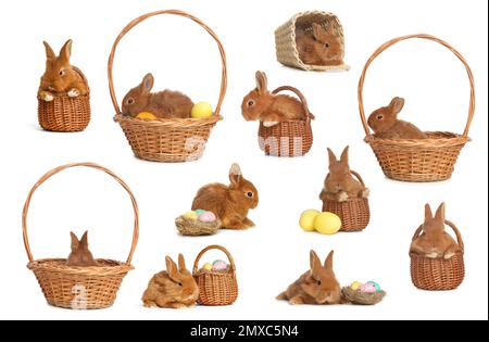 Collage of cute fluffy rabbit on white background Stock Photo - Alamy