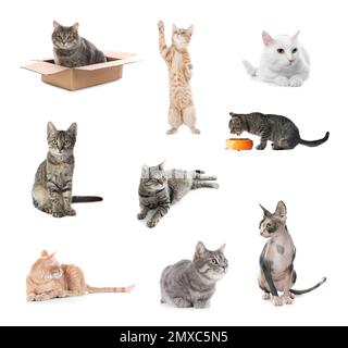 Collage of beautiful cats on white background. Lovely pet Stock Photo ...