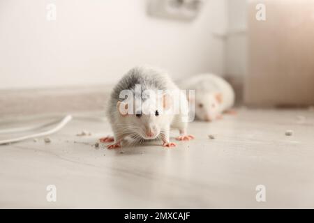White rats on floor indoors. Pest control Stock Photo - Alamy