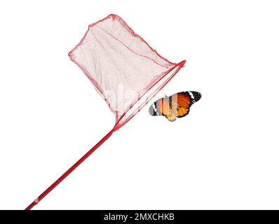 Bright net and beautiful fragile monarch butterfly on white background ...