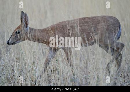 Steenbok (Raphicerus campestris) in Okonjima Nature Reserve, Namibia ...