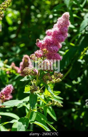 Pink flower spike of rose spirea, Spiraea douglasii, also known as ...