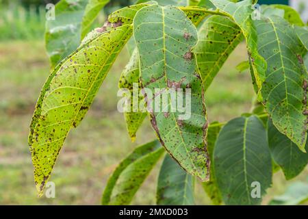 Walnut anthracnose or walnut black spot - Gnomonia, Ophiognomonia ...
