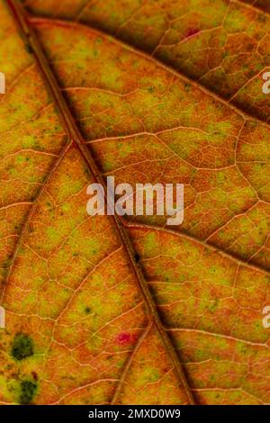 Macro photo of Autumn Foliage. Red Leaf texture close up. perfect for ...