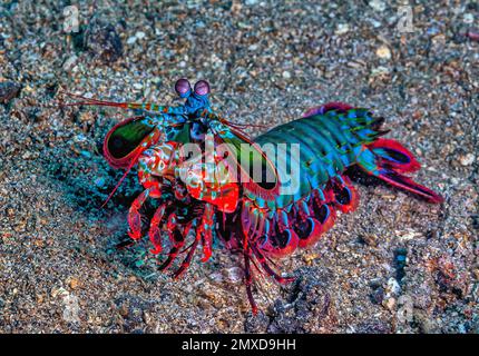 The mantis shrimp, Odontodactylus scyllarus, is also known as a clown ...