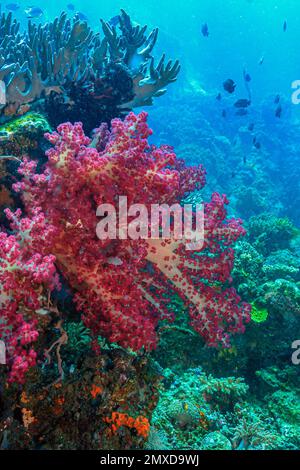 Octocorallia also known as Alcyonaria is a class of Anthozoa comprising ...