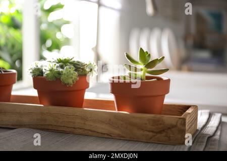Beautiful echeverias on kitchen counter indoors. Succulent plants Stock ...