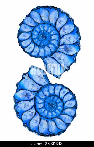 prehistoric fossil section of an ammonite Stock Photo - Alamy