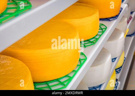 A small family cheese factory in the Carpathian village. Maturing Gouda ...