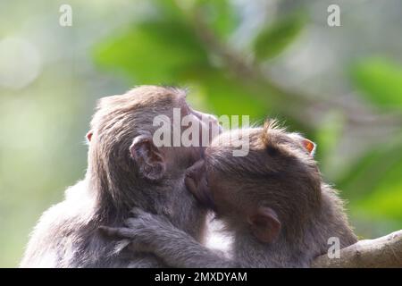 A selective focus of a loving couple of monkeys hugging and kissing ...