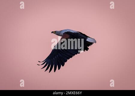 African fish eagle flying under pink sky Stock Photo - Alamy